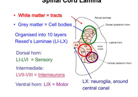 Spinal Cord And Reflexes Flashcards Quizlet
