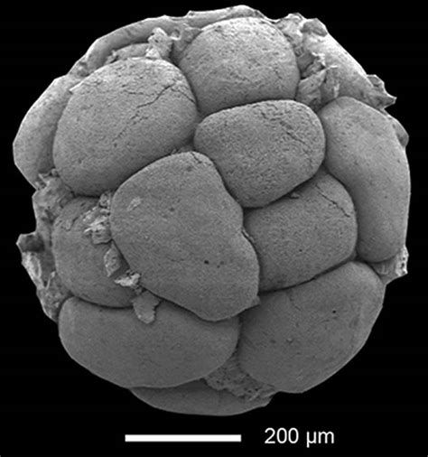 瓮安生物群及埃迪卡拉期多细胞真核生物的辐射演化 神秘的地球 科学自然地理探索