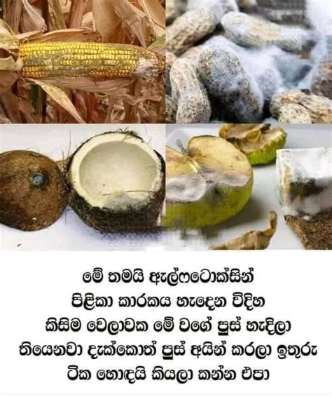 කප්රූ නිෂ්පාදන පරිස්සමෙන් අපි පොල් තෙල් හදන්නේ කොප්පරා වලින්
