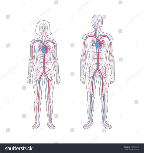 Vector Isolated Illustration Of Human Arterial And Venous Circulatory