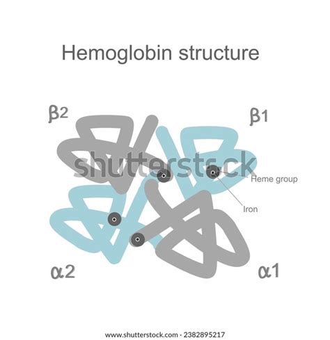 Picture Quaternary Structure Hemoglobin Hb Hgb Stock Vector Royalty Free 2382895217 Shutterstock