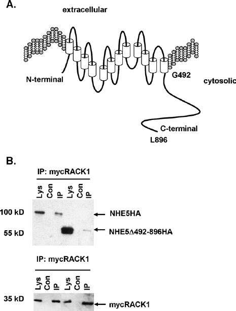 Nhe5 Interacts With Rack1 Through The Cytosolic C Terminal Tail A