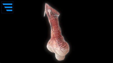 [rg] Real Anatomy Fallout 4 Adult Mods Loverslab