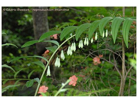 Polygonatum Falcatum