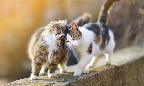 Cat Mating And Reproduction Exploring Feline Reproductive Behavior A