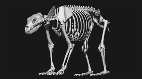 3d Grizzly Bear Skeleton Model Turbosquid 2049677