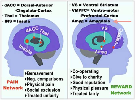 Mbti Introvert Vs Extrovert Anatomy Part 1 Heal And Grow For Acoas
