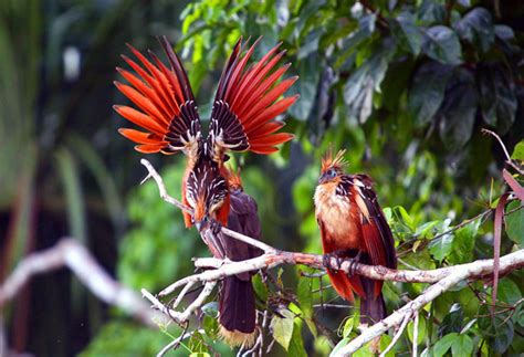 The Wildlife Of Lake Sandoval In The Peruvian Amazon Pirwa Hostels Blog