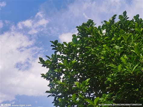 玉兰树枝 摄影图树木树叶生物世界摄影图库昵图网