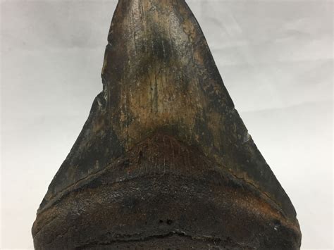 3 79 Sand Blasted Color Fossil Megalodon Shark Tooth Shark Teeth