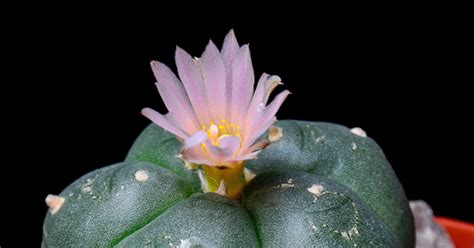 Where Is Peyote Legal At Tammy Jackson Blog