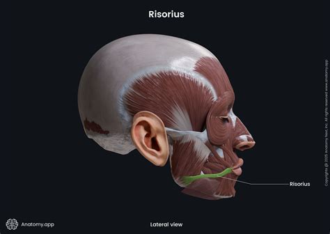 Risorius Anatomy App