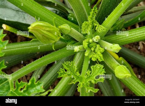 Male Zucchini Flower Vs Female At Cynthia Cawley Blog