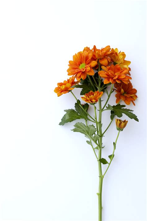 Single Stem Real Flowers At Harold Graham Blog