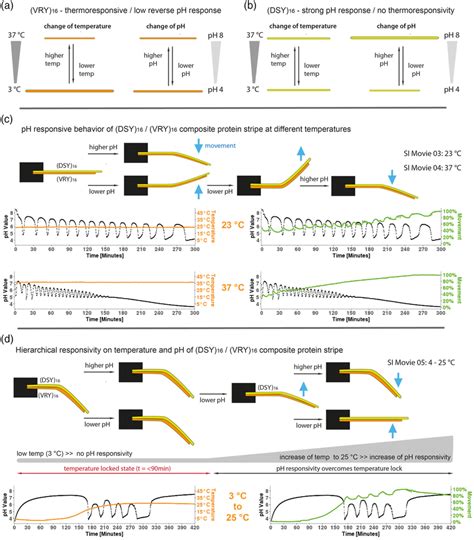 Complex Protein Muscle Behavior And Switchable Oscillating Muscle
