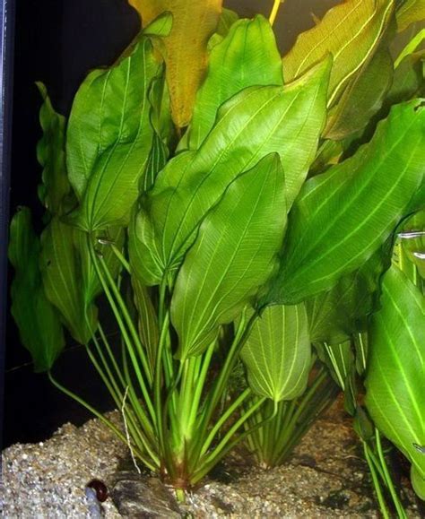 Echinodorus Macrophyllus Chácara Takeyoshi