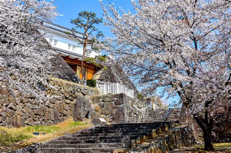舞鶴城公園 甲府駅前 山梨のさくらの名所 PORTA