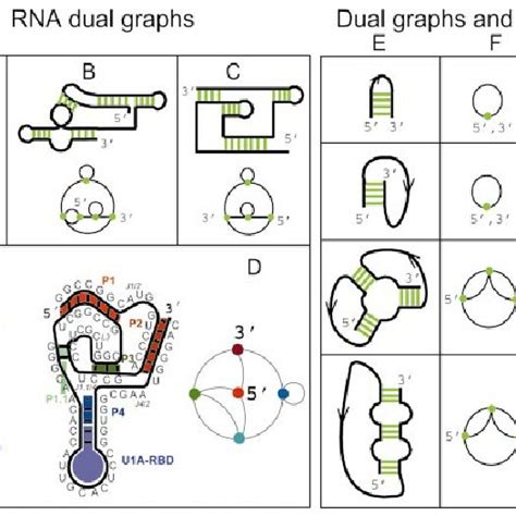 Left Dual Graph Representations Of Existing Rnas Schematic 2d