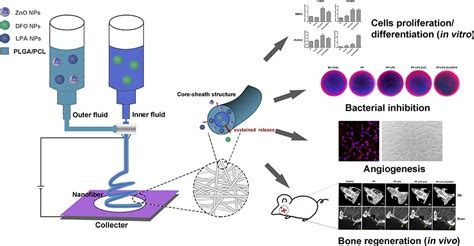 载小分子药物lpa和pfi 2的仿生支架在应对复杂口腔微环境下的组织再生 生物与医学纳米技术研究组