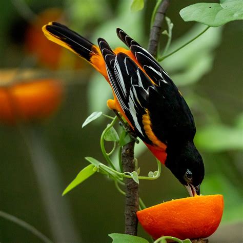Baltimore Oriole Bird Free Photo On Pixabay Pixabay