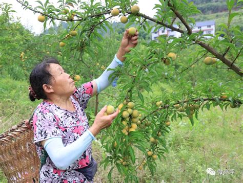 四川南充烟山村3万斤蜂糖李滞销 欢迎各路大神低价收购 腾讯新闻