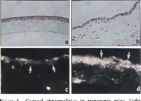 Keratinocyte Proliferation Semantic Scholar