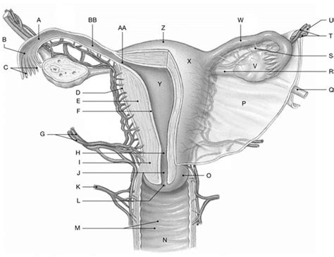 Diagram 15 Diagram Quizlet Diagram 15 Diagram Quizlet
