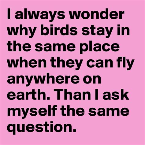 I Always Wonder Why Birds Stay In The Same Place When They Can Fly Anywhere On Earth Than I Ask