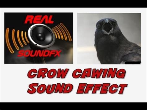 Crow Flying Past Cawing Sound Effect Realsoundfx Youtube
