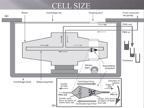 Cell Synchronization Animal Cell Culture Pptx