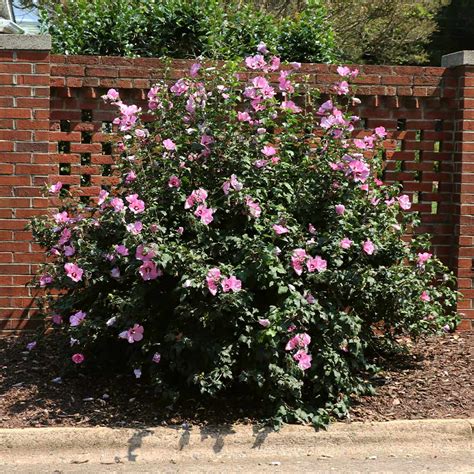 Minerva Rose Of Sharon Althea Shrubs For Sale