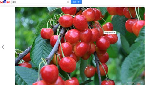 猫抓（cat Catch）插件的常规用法猫抓插件 Csdn博客