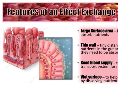 Absorption In The Gut Teaching Resources