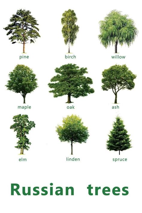 Types Trees — коллекция фото и изображений по теме ДзенРус