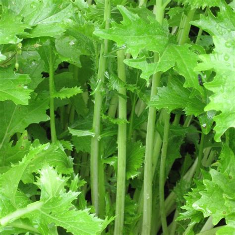 Rapini Brassica Rapa Approx 1000 Seeds