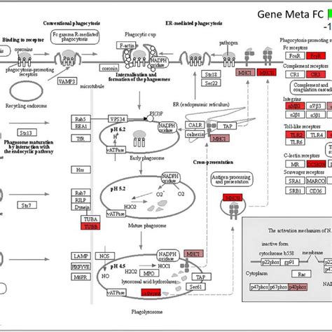 Meta Analysis Of Gene Expression A Meta Analysis Procedure B