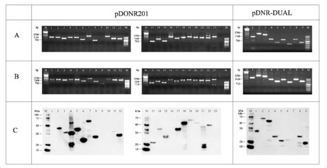 High Throughput Expression Pcr A Analysis Of The First Pcr Products Download Scientific