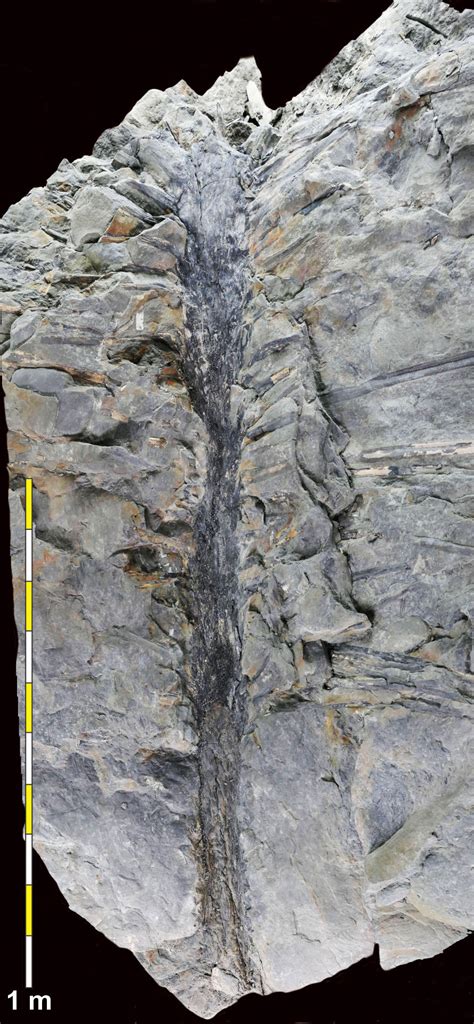 Natures Oddities Scientists Uncover Fossilized Trees With Forms Unlike Any Youve Seen Before