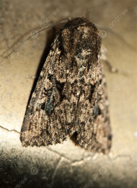 Moth Bug Insect Moth Photo Background And Picture For Free Download