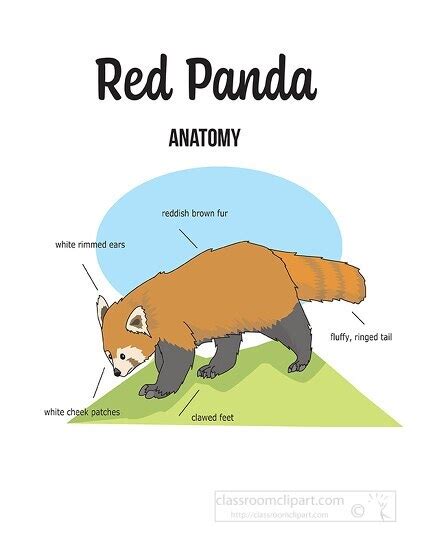 Diagram Of Red Panda