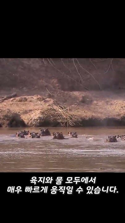 안 보면 후회하는 하마 Vs 악어 맞다이 영상 Youtube