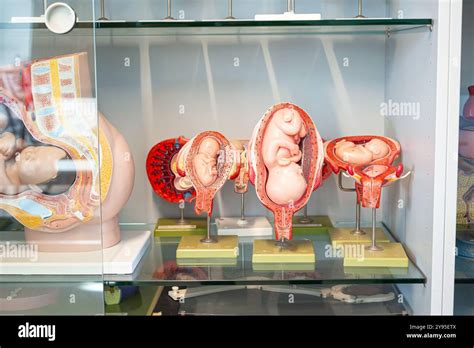 Glass Display Case Containing Plastic Models Of The Human Embryo At