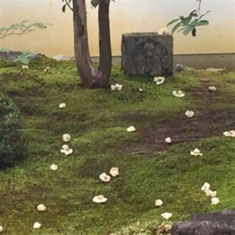 沙羅の花を愛でる会 rirak のブログ