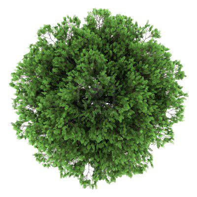 Tree PNG Top View Transparent Tree Top View PNG Images PlusPNG