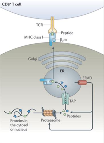 Cell Mediated Immunity Flashcards Quizlet