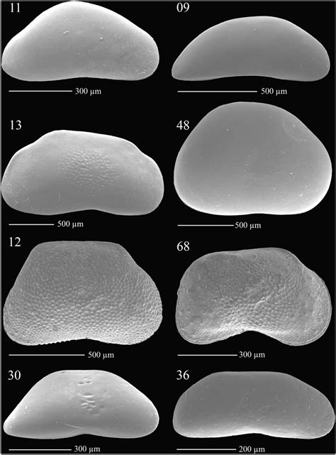 Examples Of The Shell Shape Diversity In Baikal Candonidae