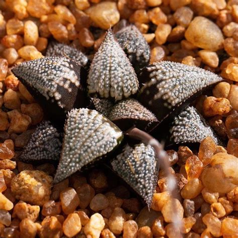 Pin By 가야인 이춘재 On Hybrid Food Stuffed Mushrooms Vegetables