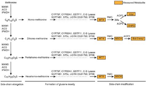 Biosynthesis Of Aliphatic Glucosinolates The Aliphatic Glucosinolate Download Scientific