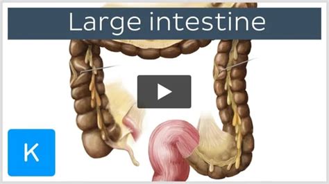 Transverse Colon Anatomy And Function Kenhub