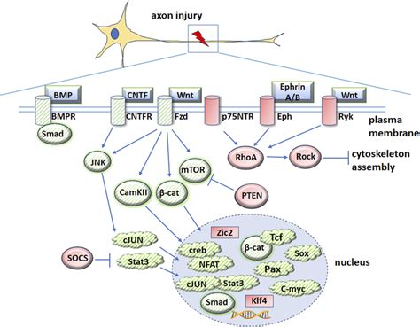Schematic Diagram Illustrating Genes And Signaling Pathways Implicated